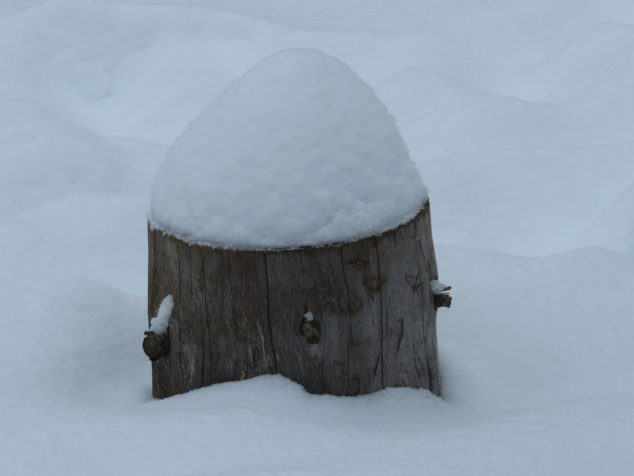 Snowed Under - NorthStarNature